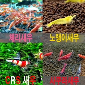 카즈미 노랭이새우 2마리/체리새우/열대어/관상어/생이새우 : 에누리 가격비교