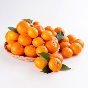 제주올레농원 감귤 랜덤과 2S S M 10kg [1개] : 에누리 가격비교