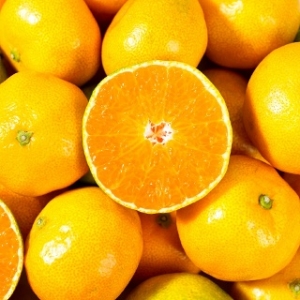 제주 햇 노지 감귤 중대과(L-2L) 9kg [1개] - 에누리 가격비교